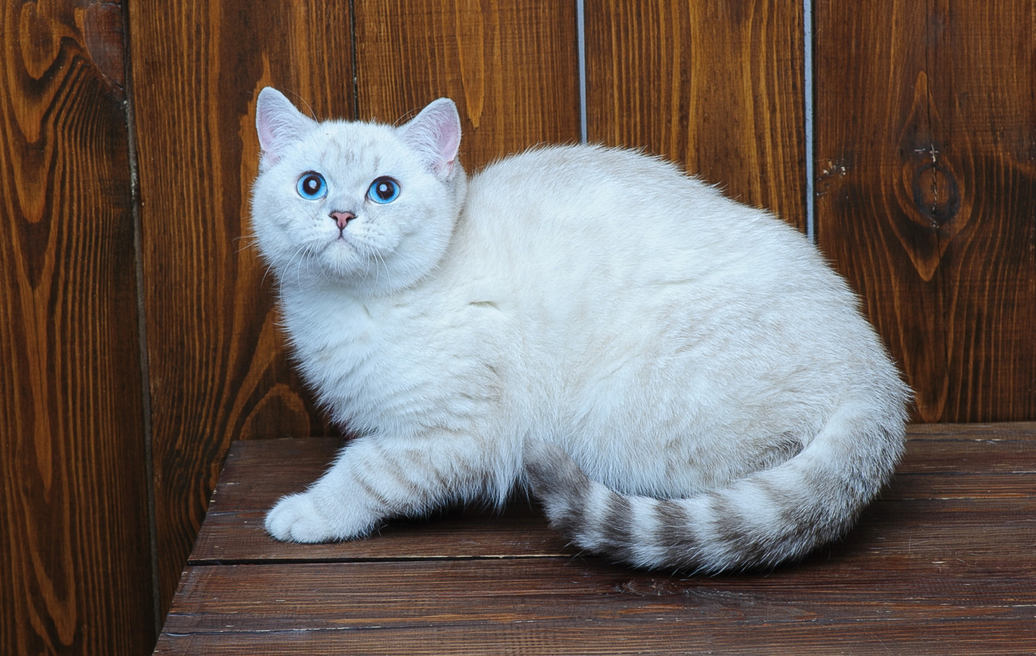 Brazilian Shorthair Cats For Sale | Los Angeles, CA #291085
