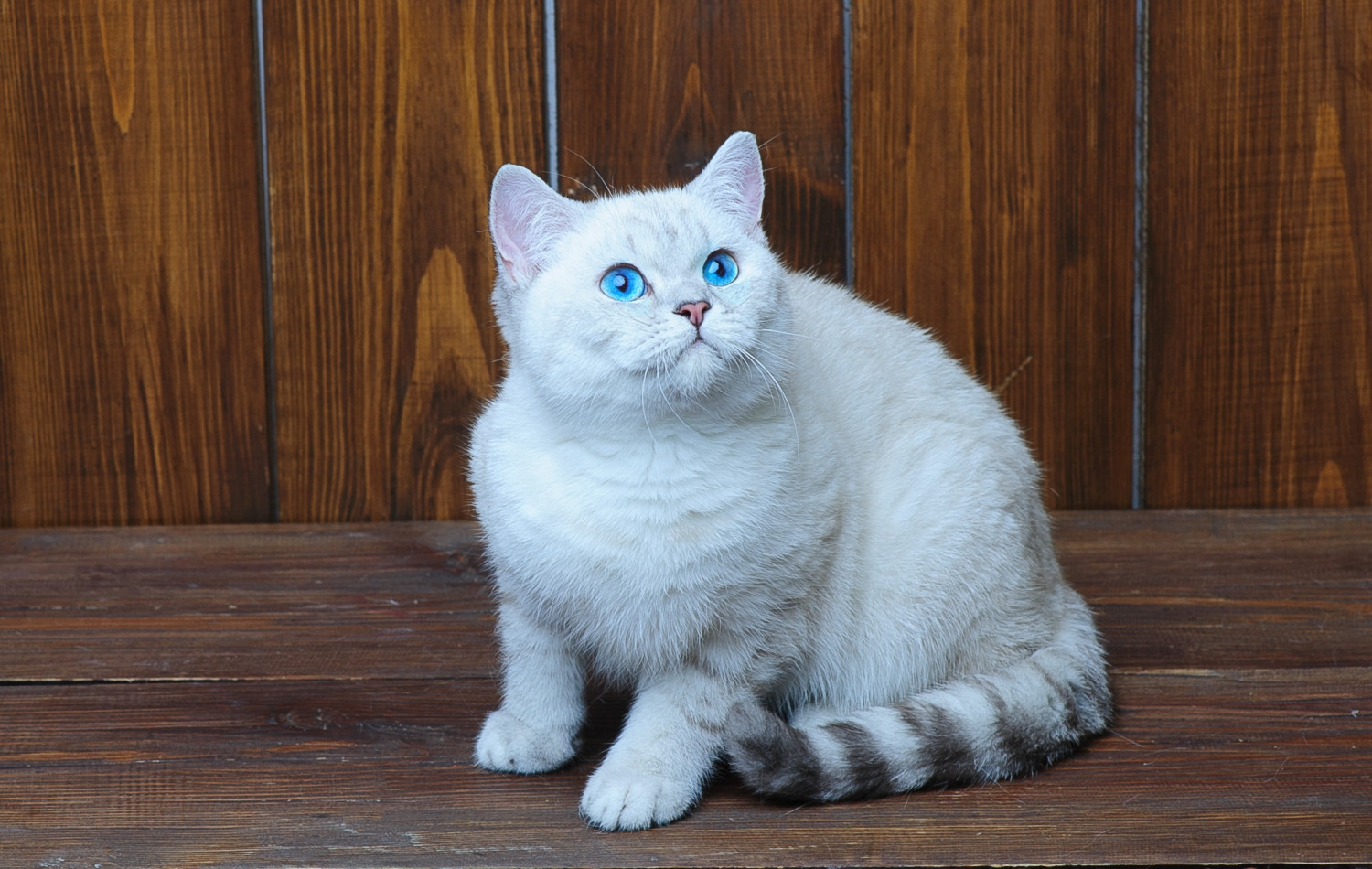 Brazilian Shorthair Cats For Sale | Los Angeles, CA #291085