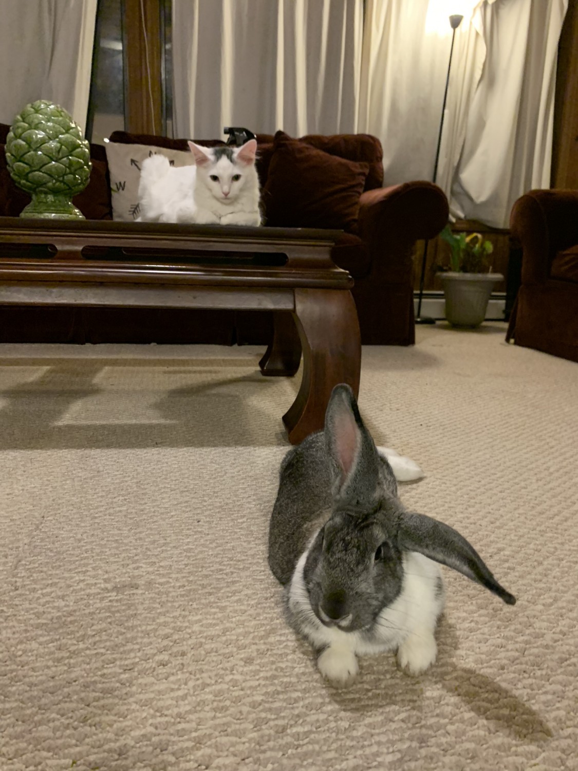 British Giant Rabbits Photos | Petzlover