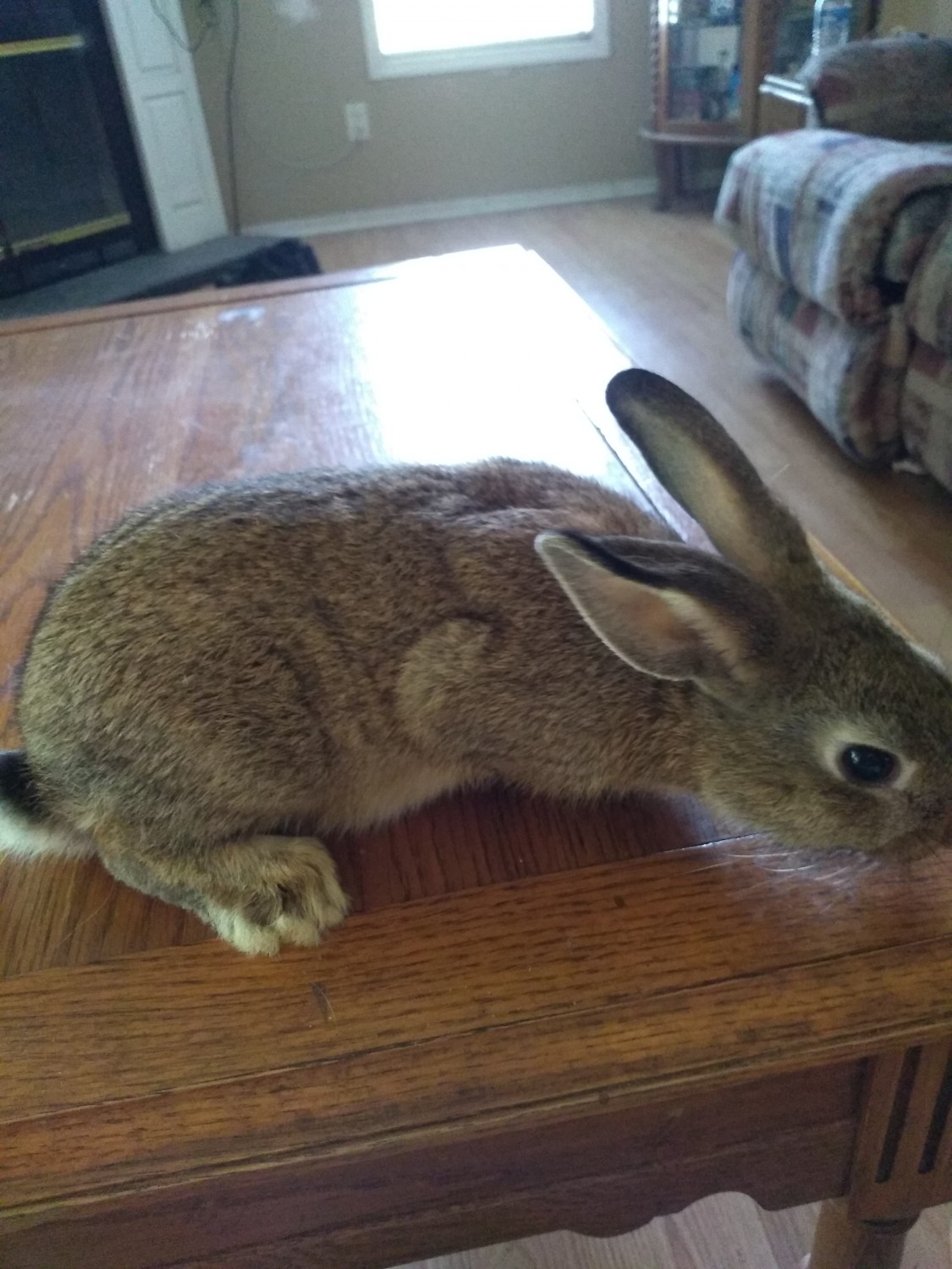 Brush Rabbit Rabbits For Sale | Valdosta, GA #306144