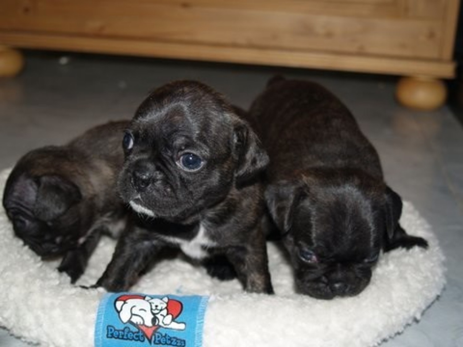 Shih Tzu vs Bugg - Breed Comparison | MyDogBreeds