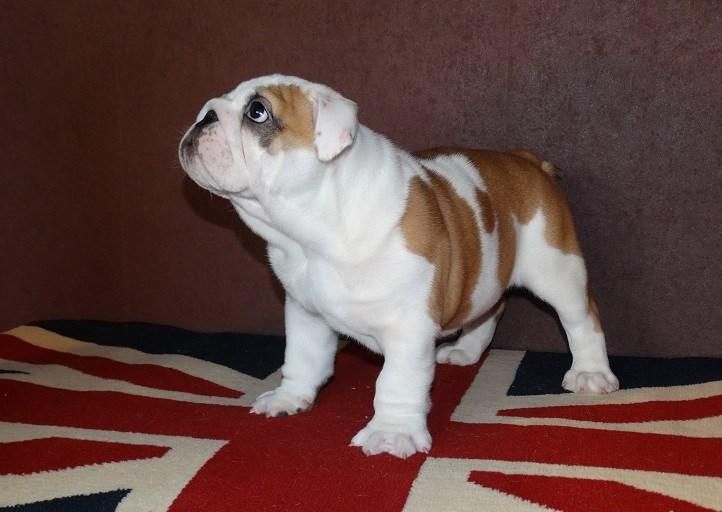 Bull Arab Puppies For Sale | Austin, TX #121845 | Petzlover