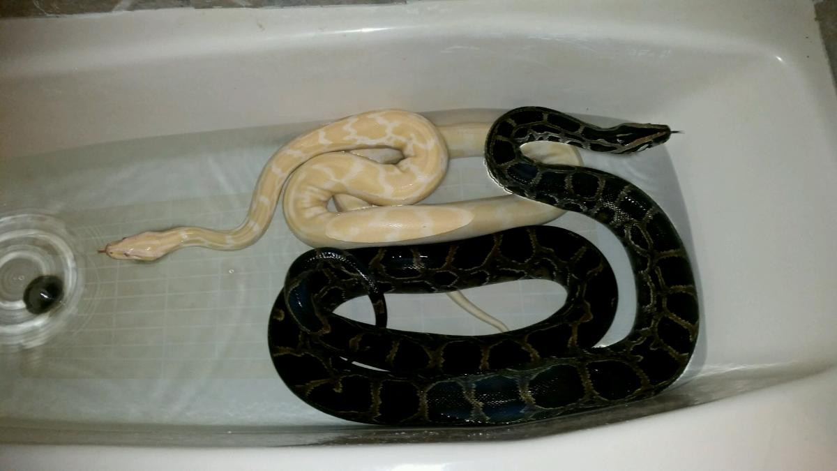 Burmese Python Reptiles For Sale | Danbury, NC #104364
