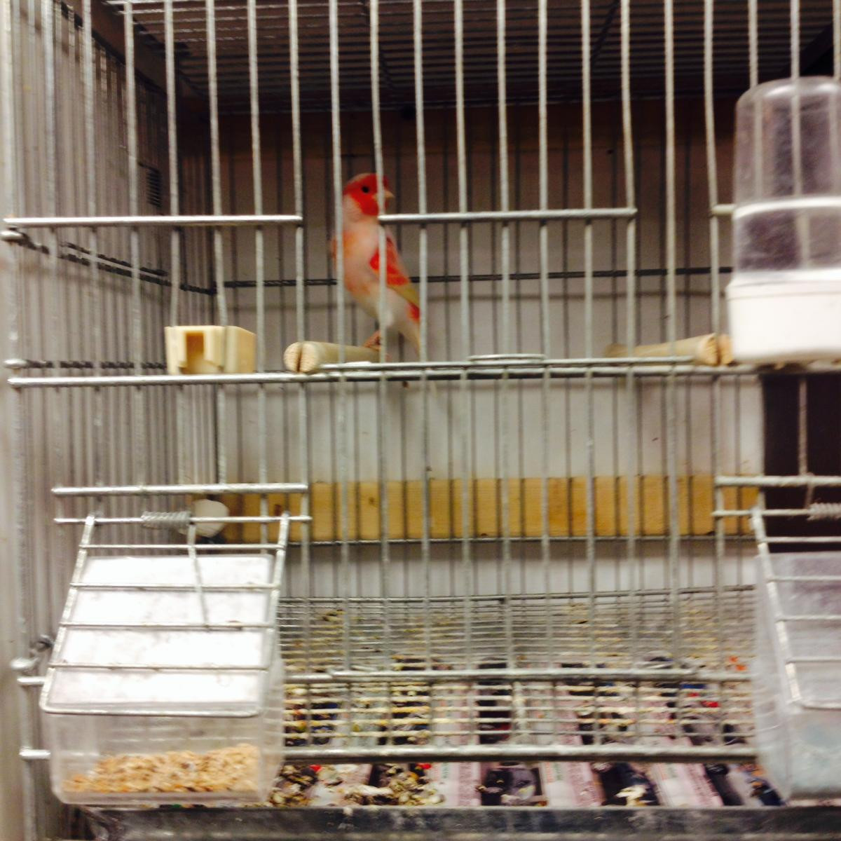 Canary Birds For Sale | Chicago, IL #125960 | Petzlover