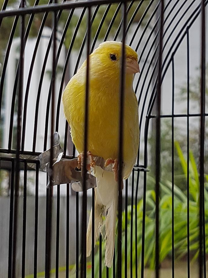 Canary Birds For Sale | Northwest Houston, TX #173406