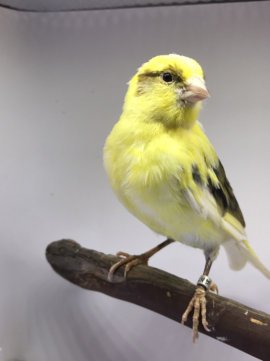 Canary Birds For Sale | Aurora, IL #235093 | Petzlover
