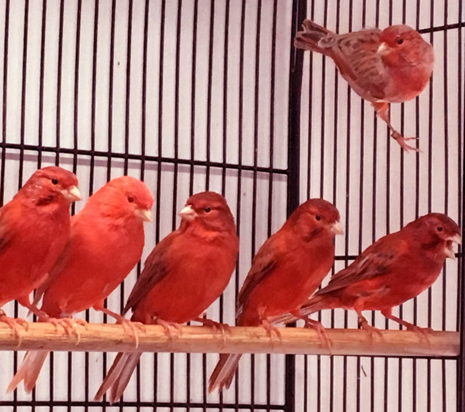 Canary Birds For Sale | Mishawaka, IN #283676 | Petzlover