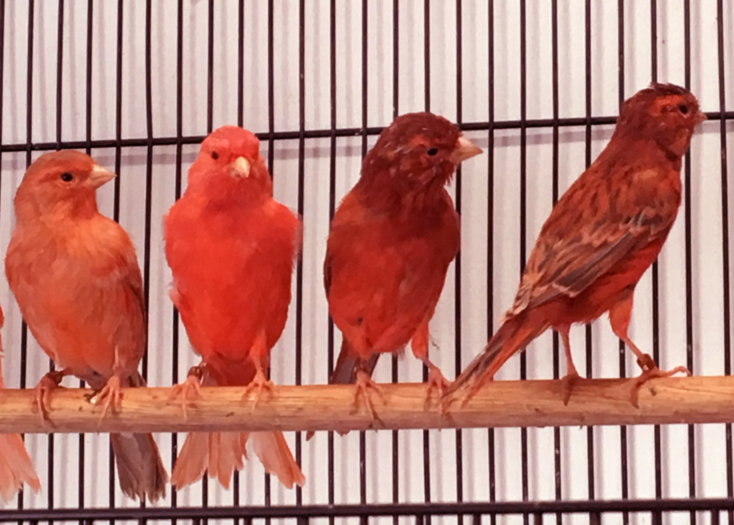 Canary Birds For Sale | Mishawaka, IN #283676 | Petzlover