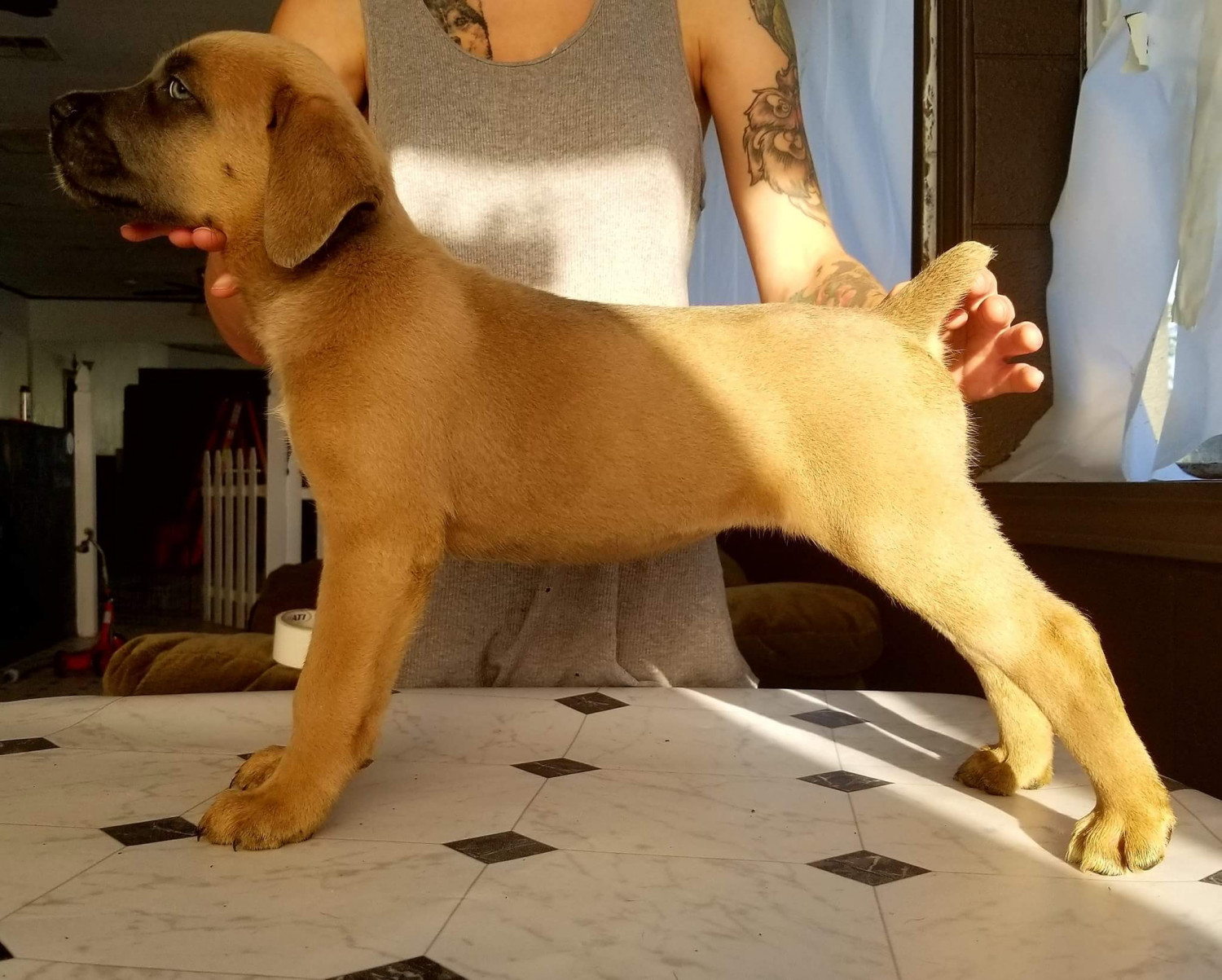 Cane Corso Puppies For Sale | Modesto, CA #238629