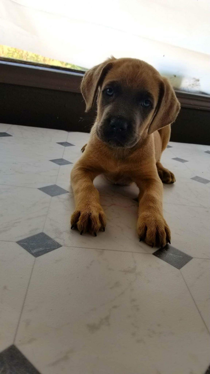 Cane Corso Puppies For Sale | Modesto, CA #238629