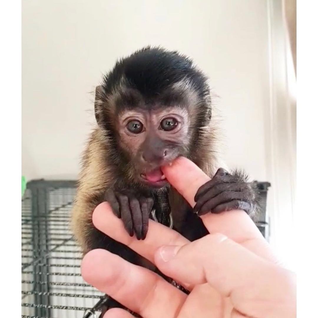 Capuchins Monkey Animals For Sale | Galax, VA #364224