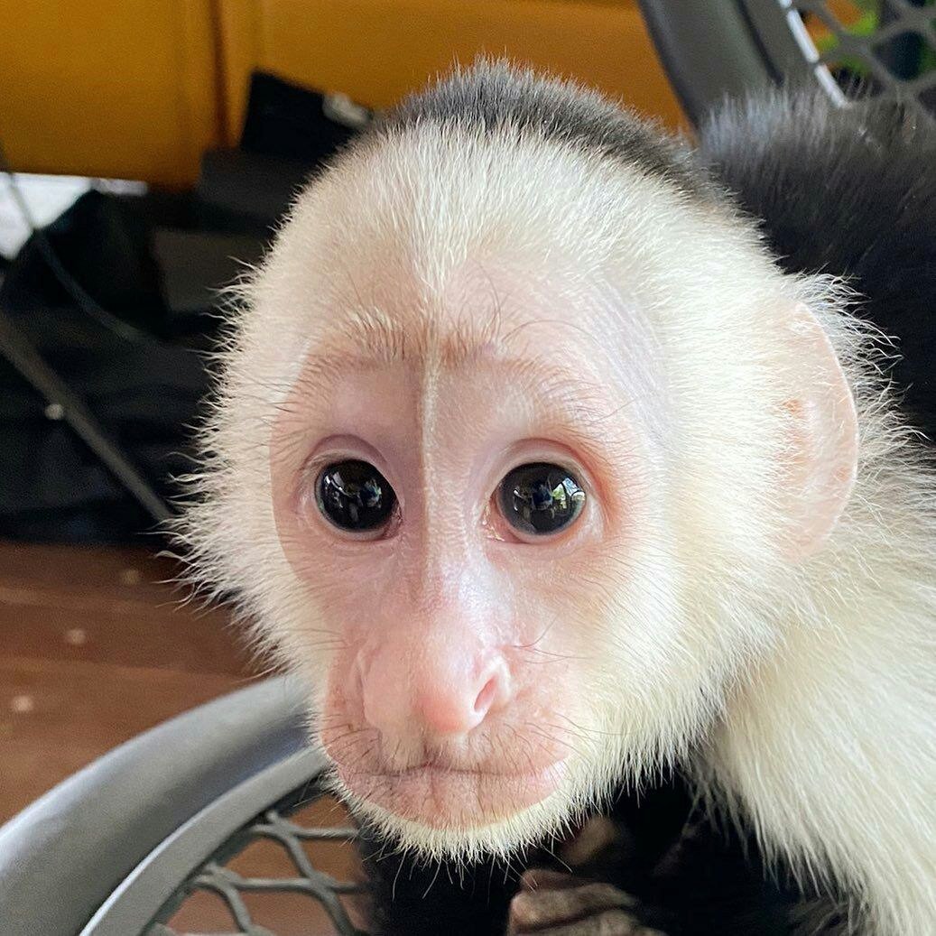 Capuchins Monkey Animals Photos (6479) | Petzlover