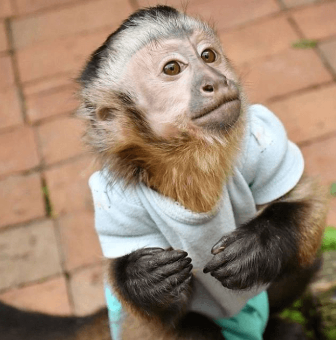 Capuchins Monkey Animals For Sale | Tennessee City, TN #503306