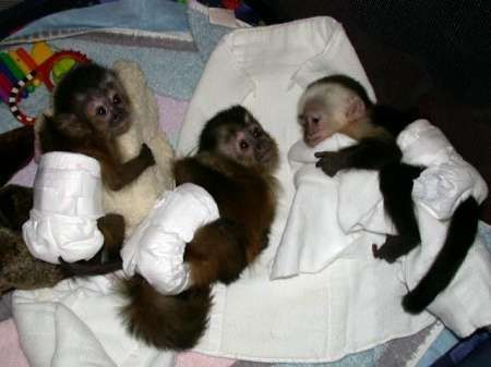 Capuchins Monkey Animals For Sale | New Johnsonville, TN #158733