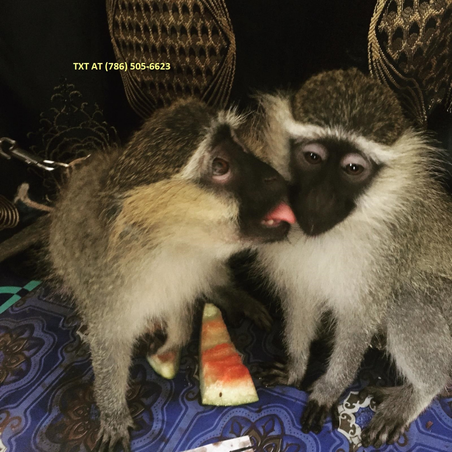 Capuchins Monkey Animals For Sale | Texas 121, TX #291368