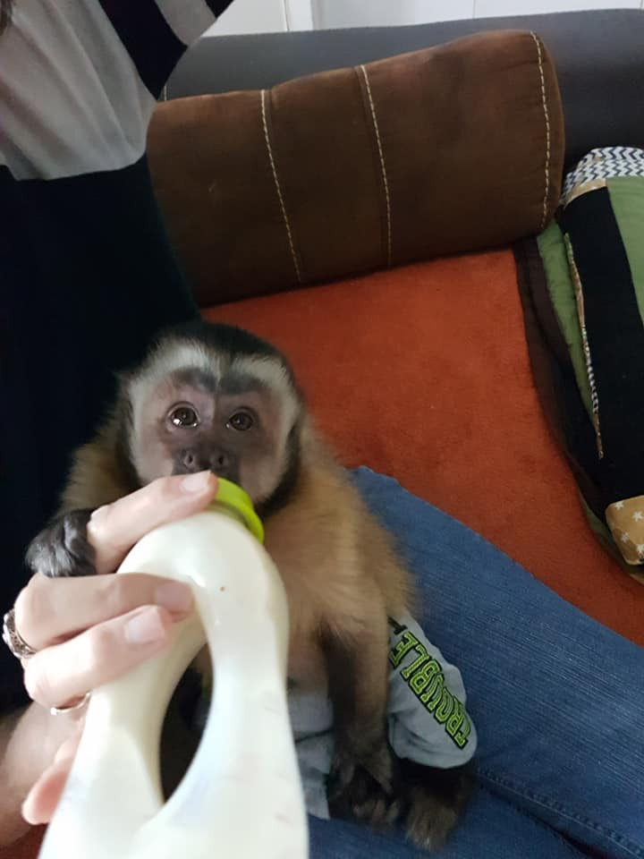 Capuchins Monkey Animals For Sale | Austin, TX #291661