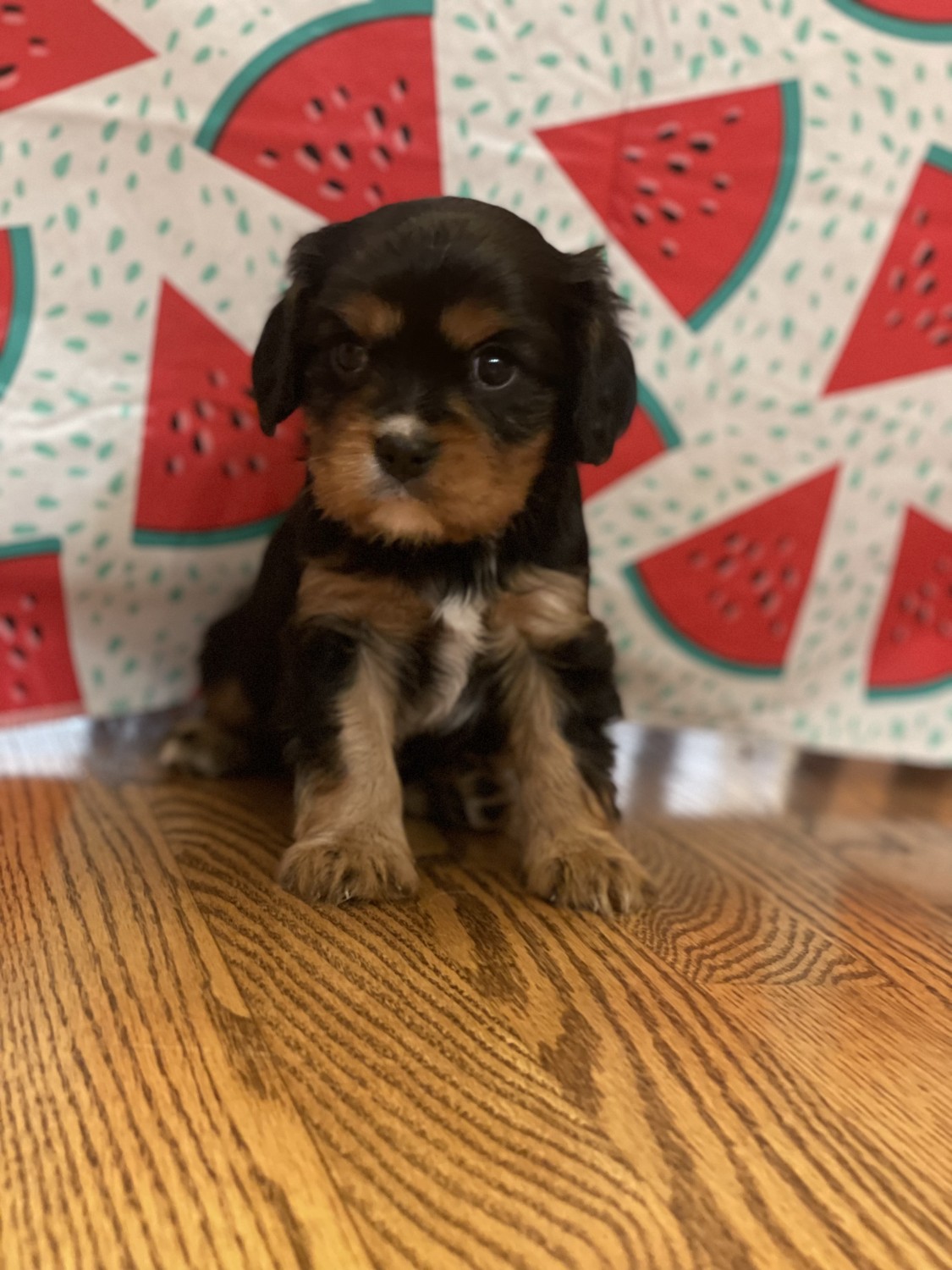 Cavalier King Charles Spaniel Puppies For Sale | Fayetteville, TN #443395