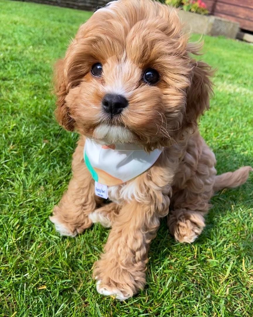 Cavapoo Puppies For Sale | Walnut Creek, CA #388361