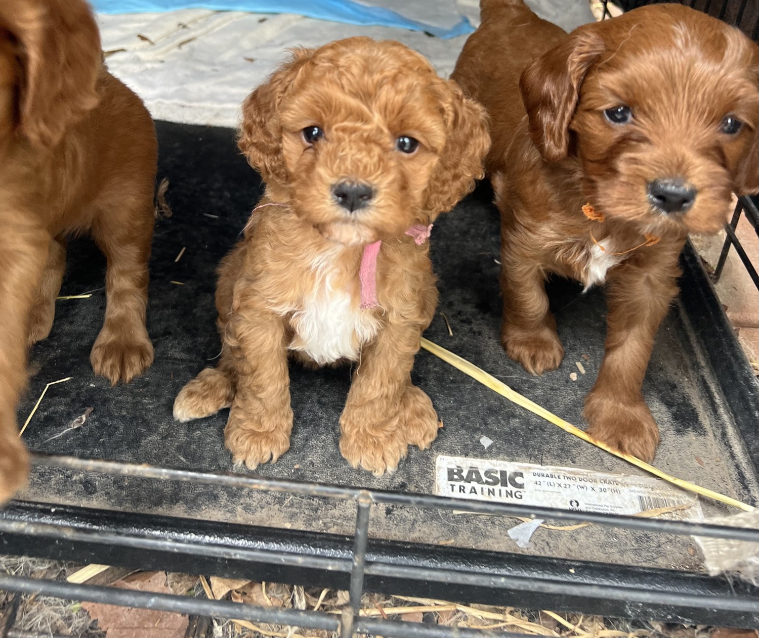 Cavapoo Puppies For Sale | Kentville Road, Arispie Township, IL #431747