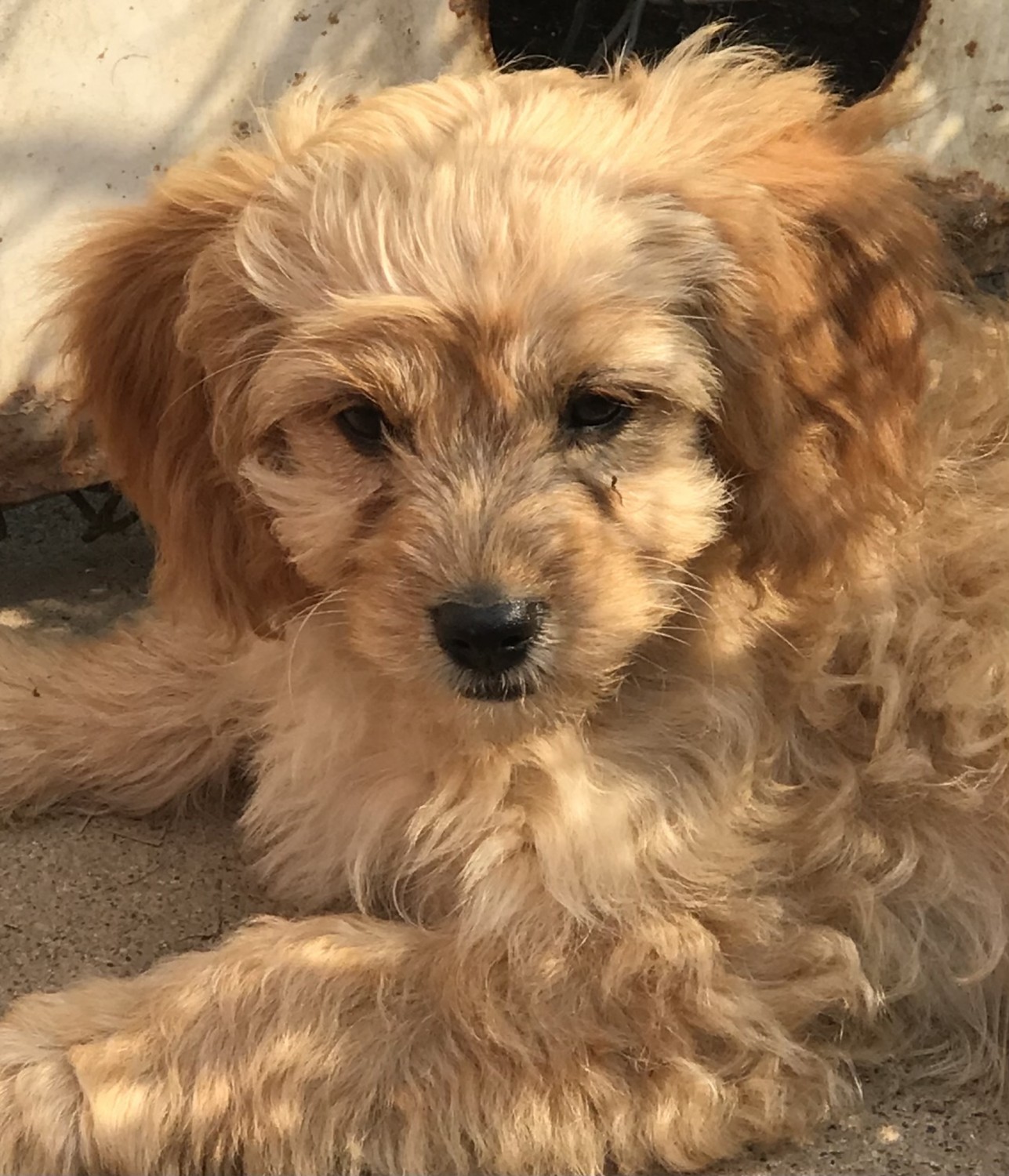 Cavapoo Puppies For Sale | Iron Mountain, MI #441711