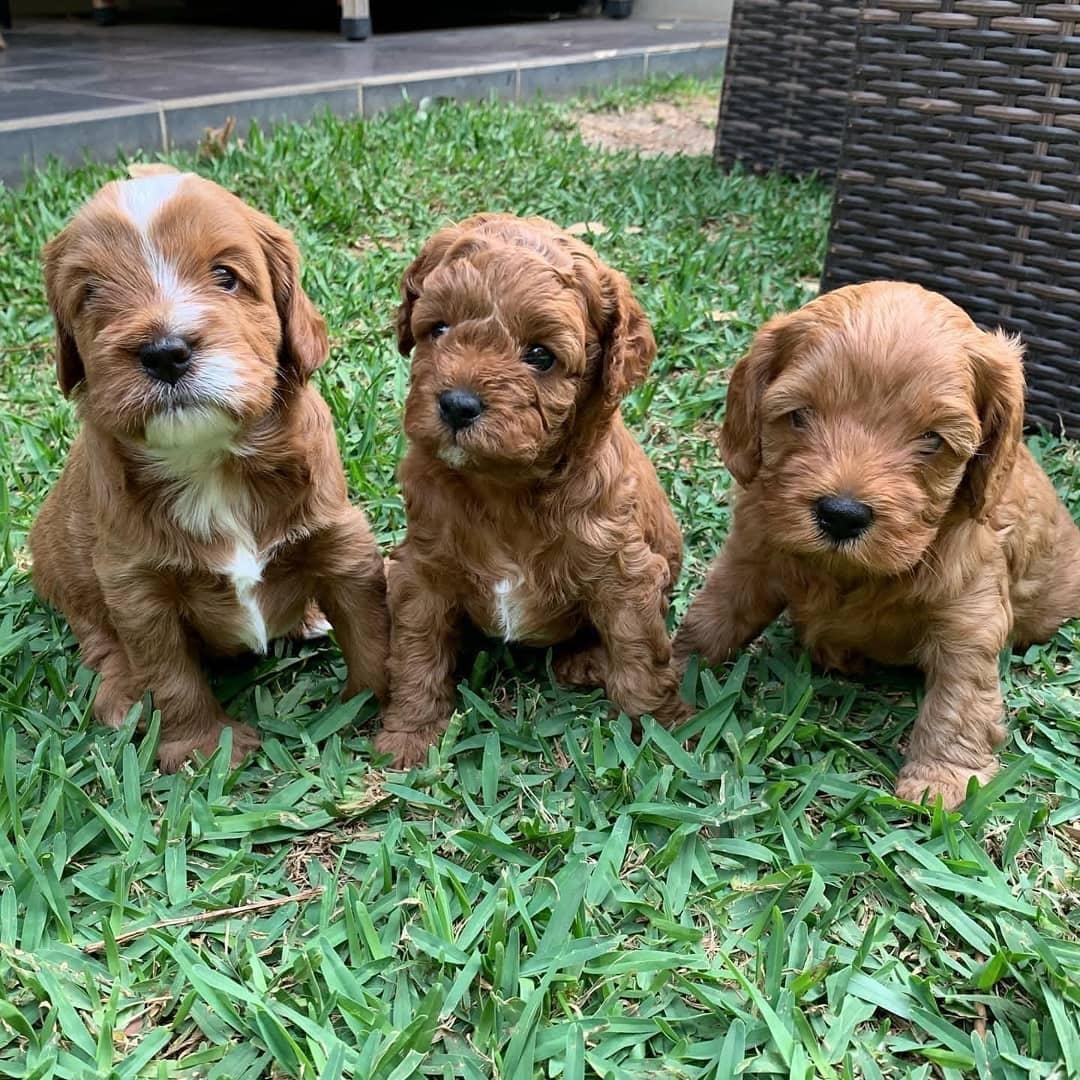 Cavapoo Puppies For Sale | Portland Road, AUCKLAND #496732