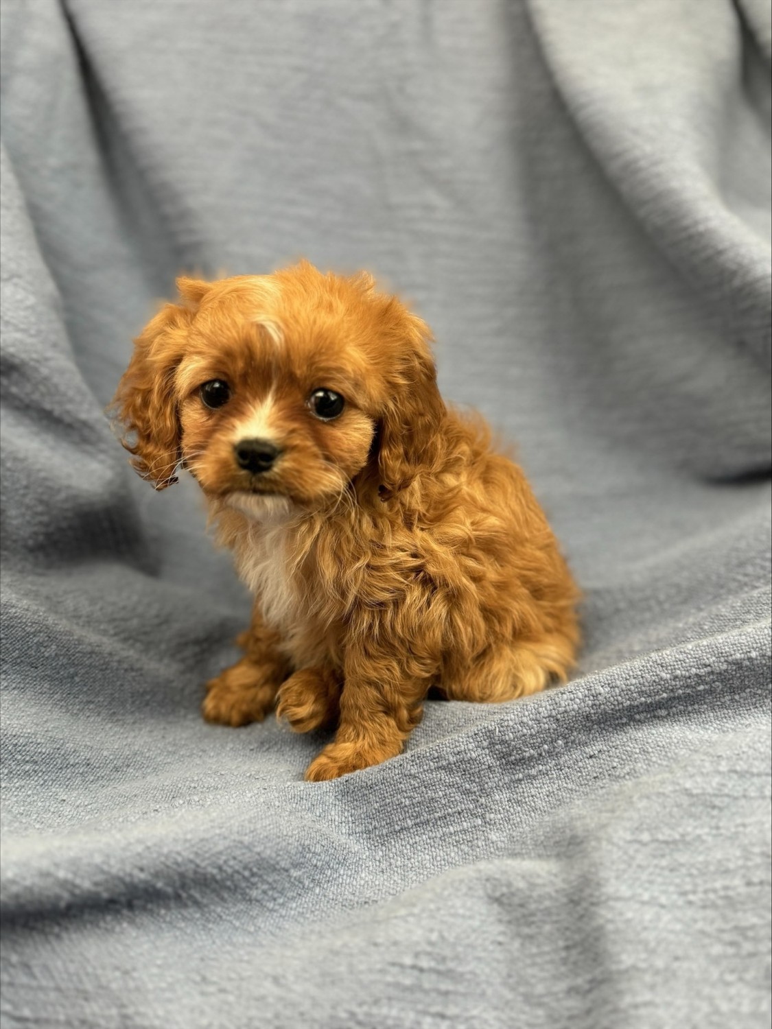 Cavapoo Puppies For Sale | Los Angeles, CA #567632