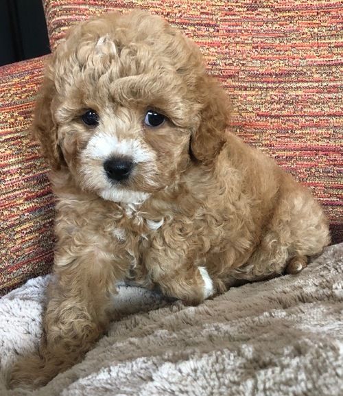 Cavapoo Puppies For Sale | Macomb, MI #293063 | Petzlover
