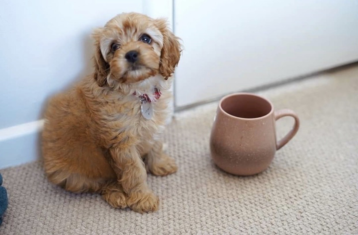 Cavapoo Puppies For Sale | Louisiana, MO #336248 | Petzlover