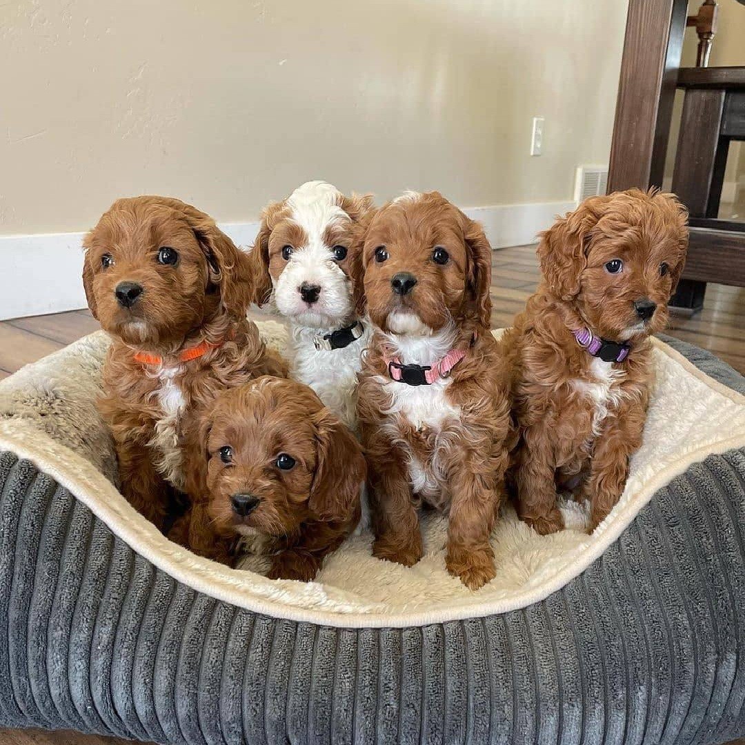 Cavapoo Puppies For Sale | San Antonio, TX #358781
