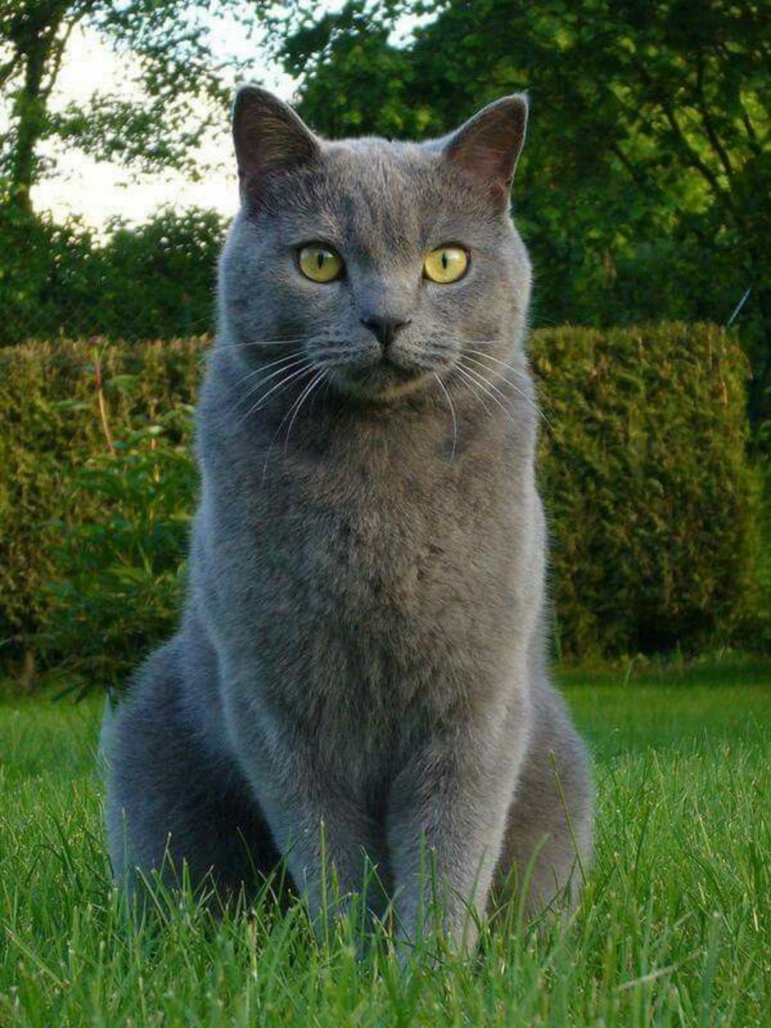 Russian Blue vs Chartreux - Breed Comparison | MyCatBreeds