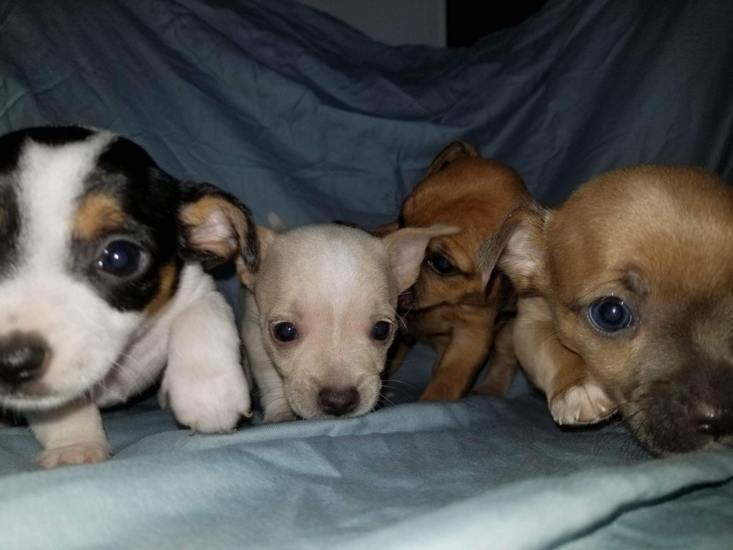 Chihuahua Puppies For Sale | Chesapeake, VA #226166