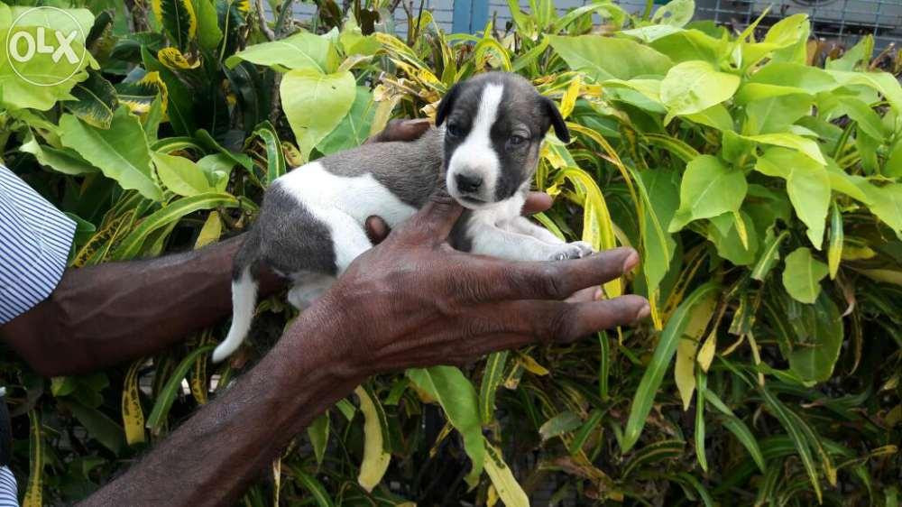 Chippiparai Puppies For Sale | Chennai, TN #99320