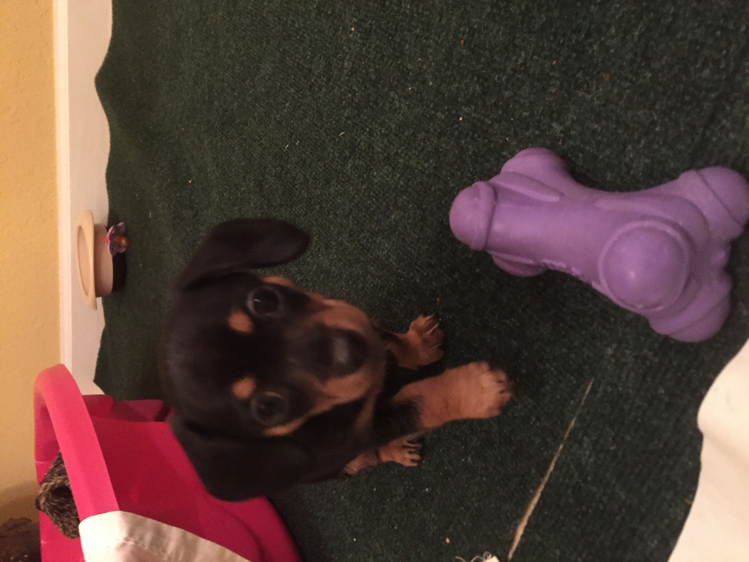 Chiweenie Puppies For Sale | West Palm Beach, FL #194819