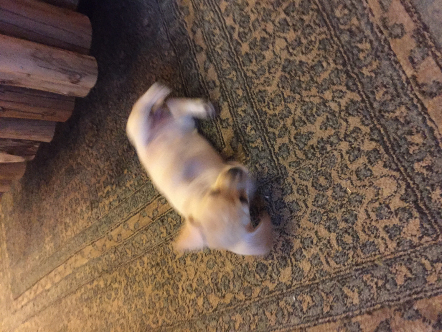 "Chiweenie" Puppies For Sale | West Palm Beach, FL #194819