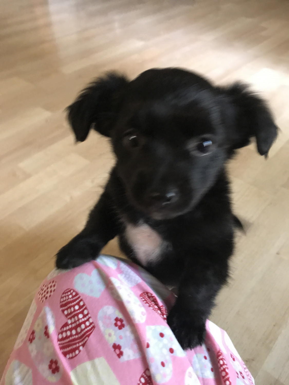 Chiweenie Puppies For Sale | Woodridge, IL #238440