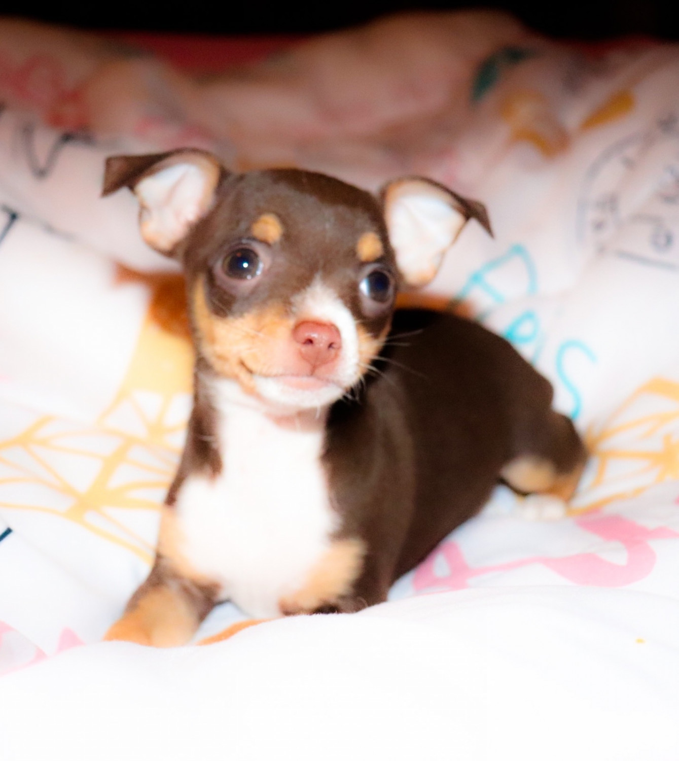 Chiweenie Puppies For Sale | Kinston, NC #290218 | Petzlover
