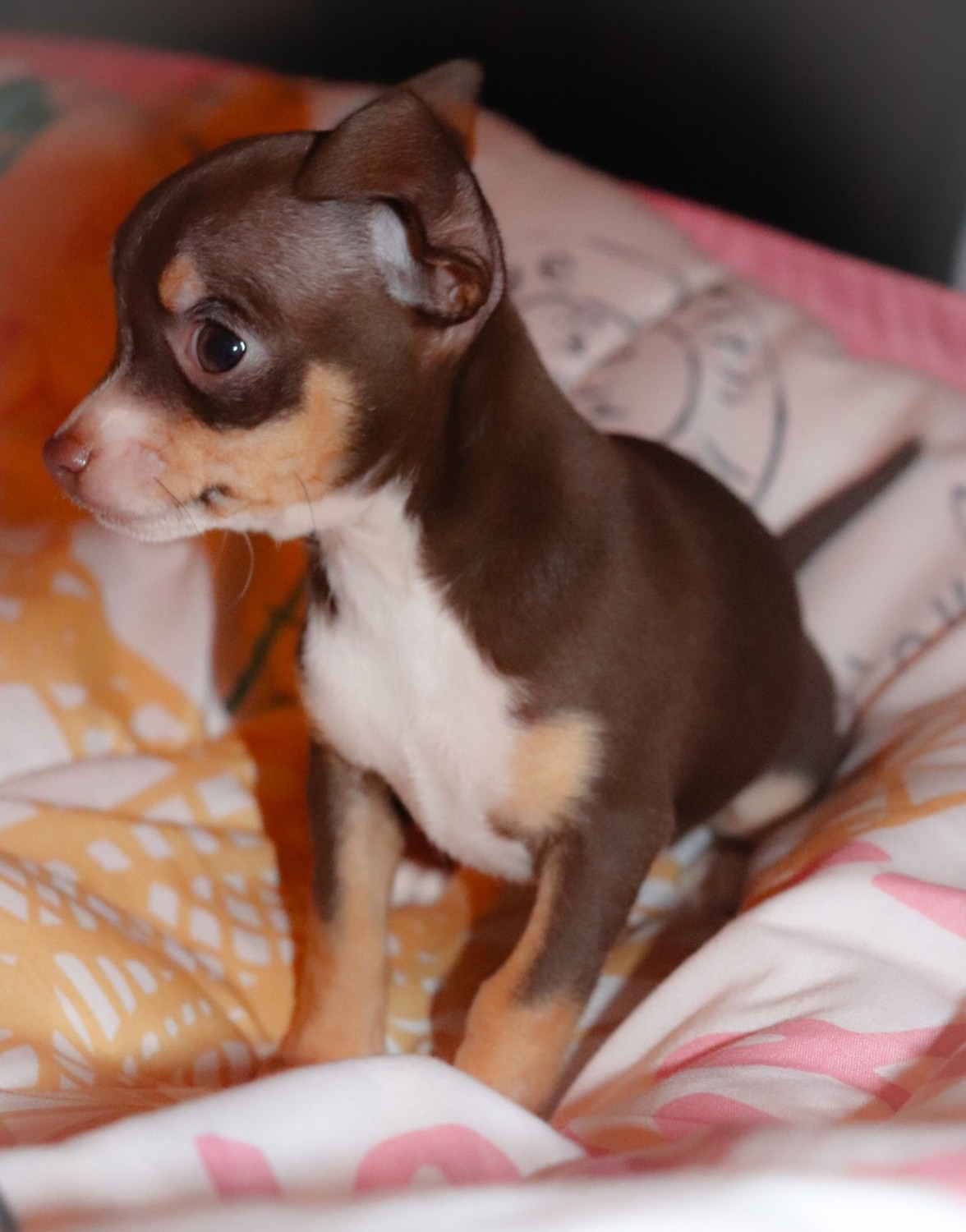 Chiweenie Puppies For Sale | Kinston, NC #290218 | Petzlover