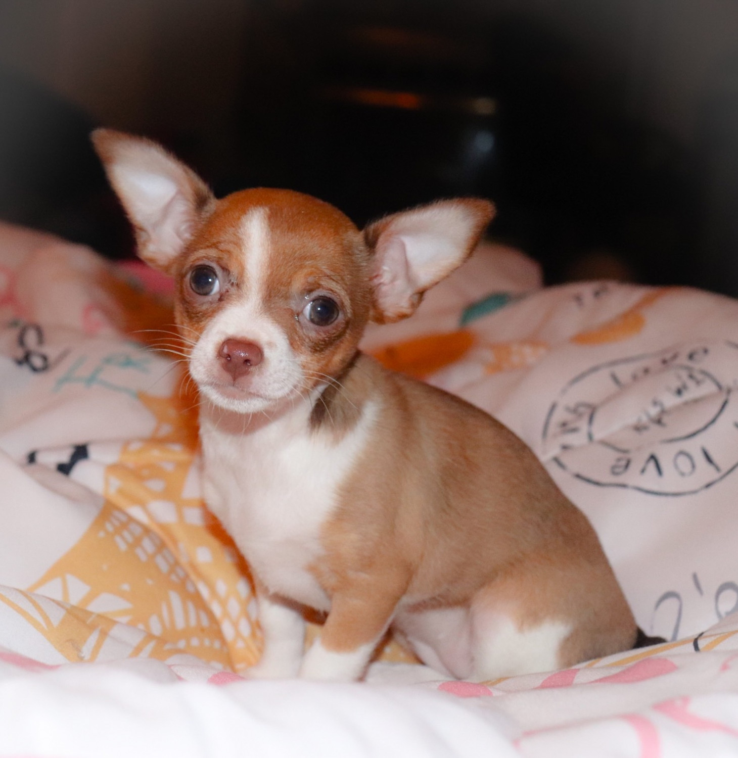 Chiweenie Puppies For Sale | Kinston, NC #290218 | Petzlover