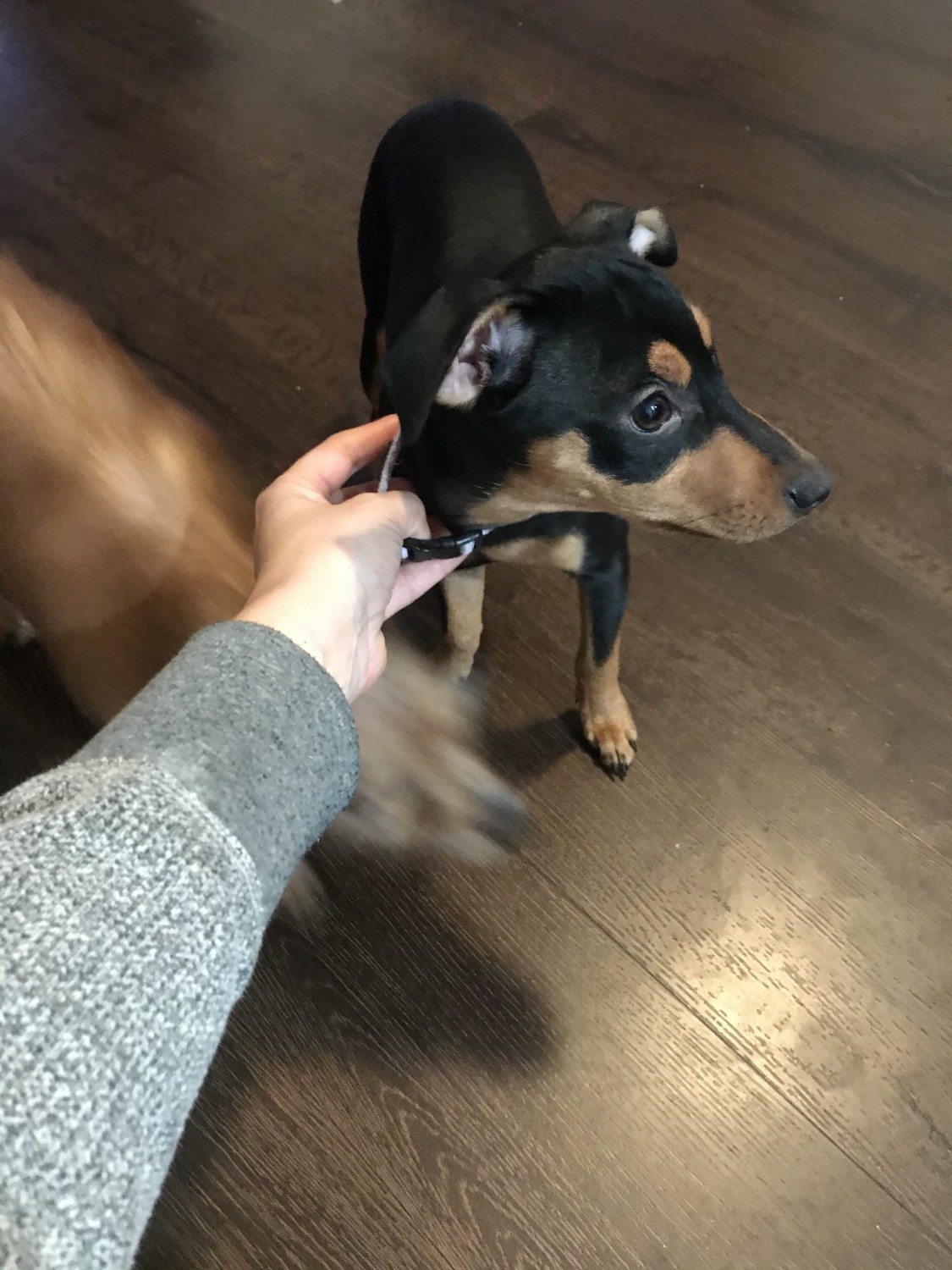 Chiweenie Puppies For Sale | Anaheim, CA #314691 | Petzlover