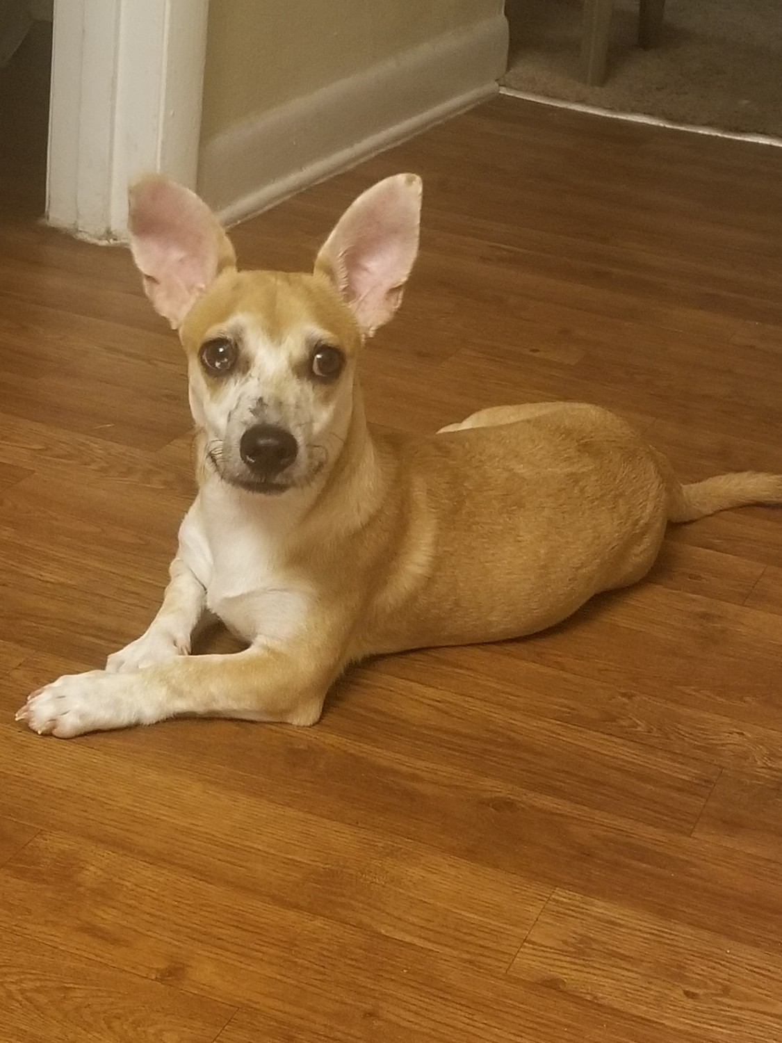 Chiweenie Puppies For Sale | Beach Boulevard, Jacksonville, FL #344021