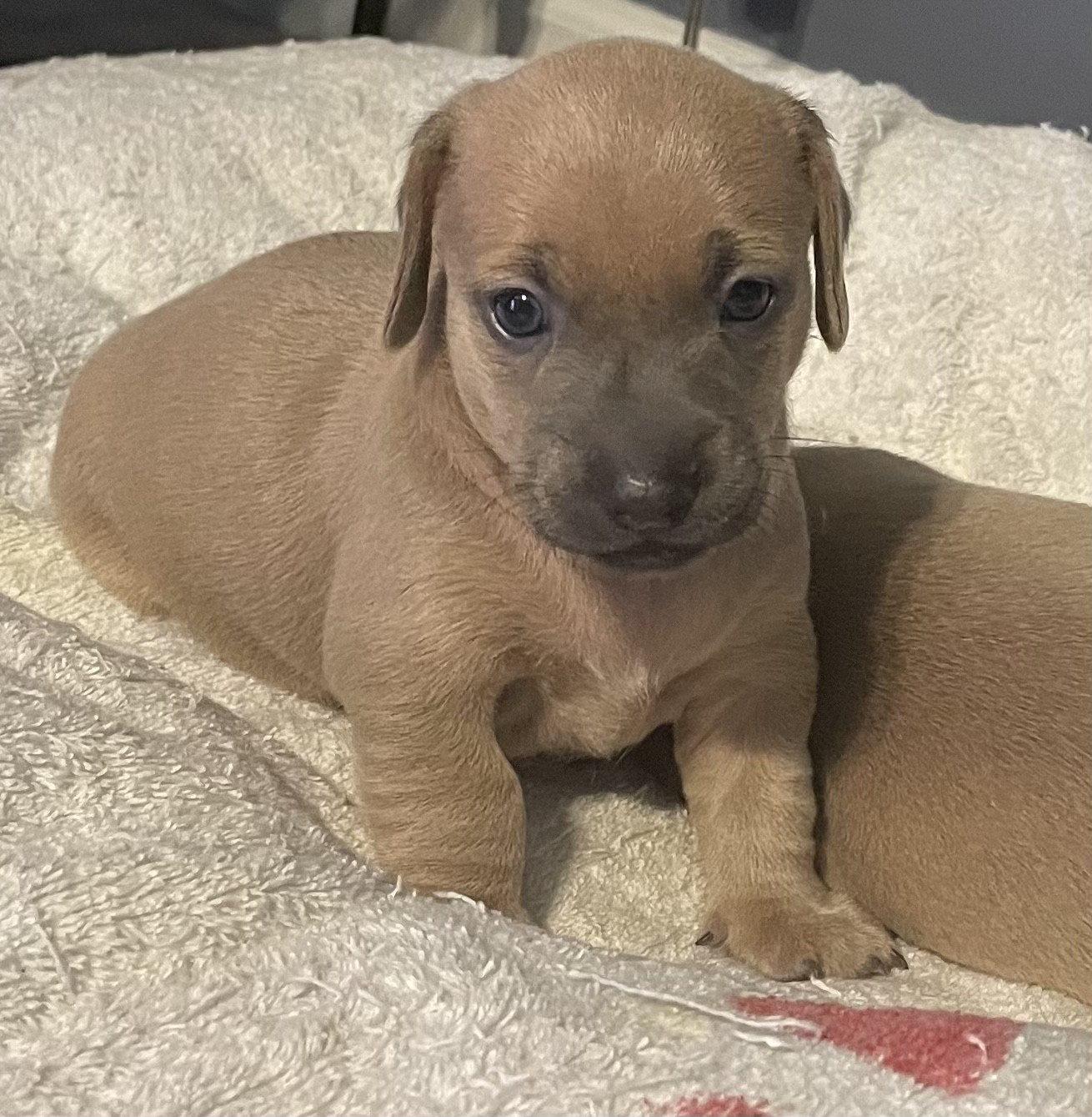 Chiweenie Puppies For Sale | Hopkinsville, KY #356501