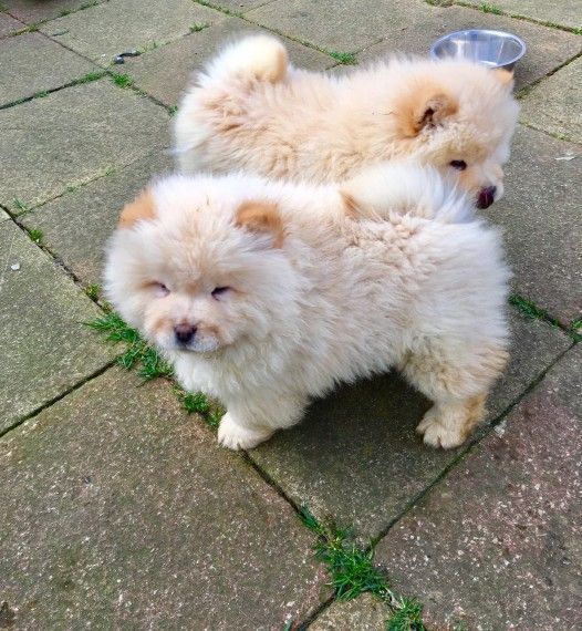 Chow Chow Puppies For Sale | Dallas Township, PA #192863