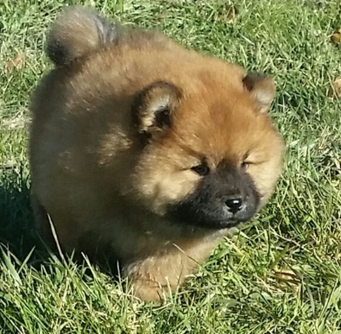 "Chow Chow" Puppies For Sale | New York, NY #259201