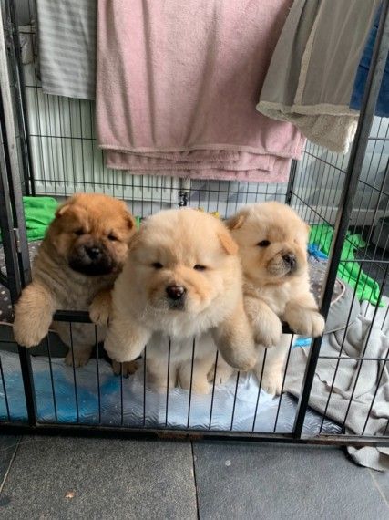 Chow Chow Puppies For Sale | Louisville, KY #297860