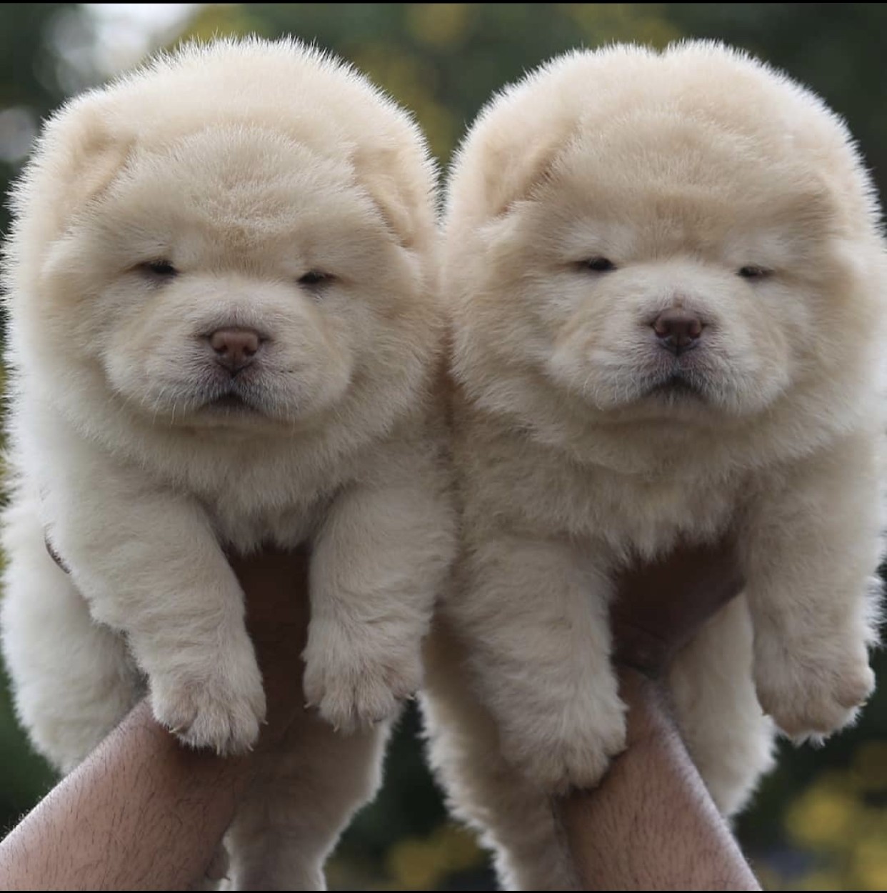 Chow Chow Puppies For Sale | Massachusetts Avenue, MA #336287