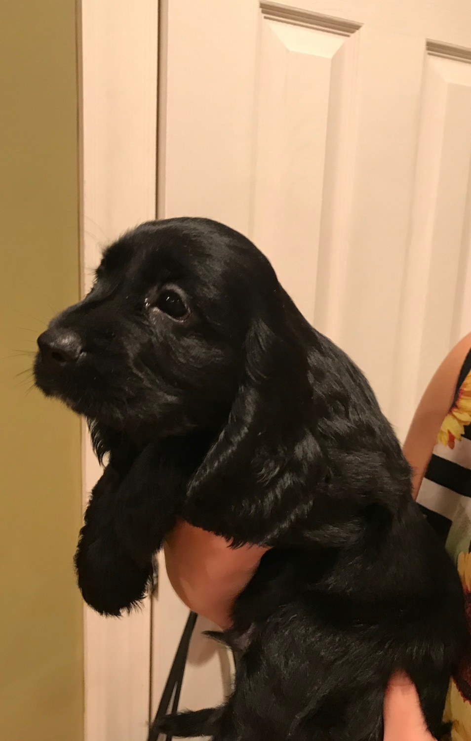 Cockalier Puppies For Sale | Charlotte, NC #305181