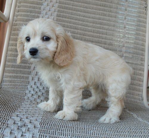 Cockapoo Puppies For Sale | Grand Rapids, MI #241661
