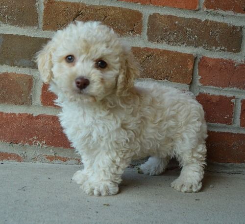 Cockapoo Puppies For Sale | Houston, TX #259355 | Petzlover