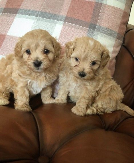 Cockapoo Puppies For Sale | Texas City, TX #288045