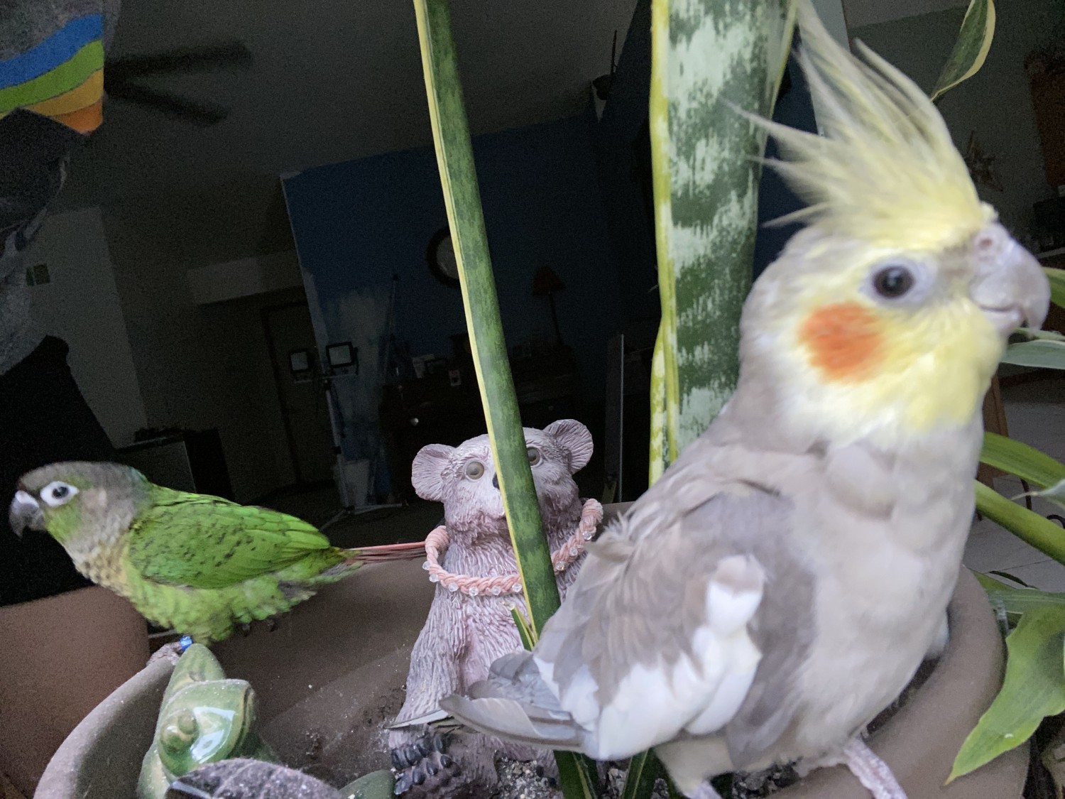 Cockatiel Birds For Sale | Chicago, IL #459048 | Petzlover